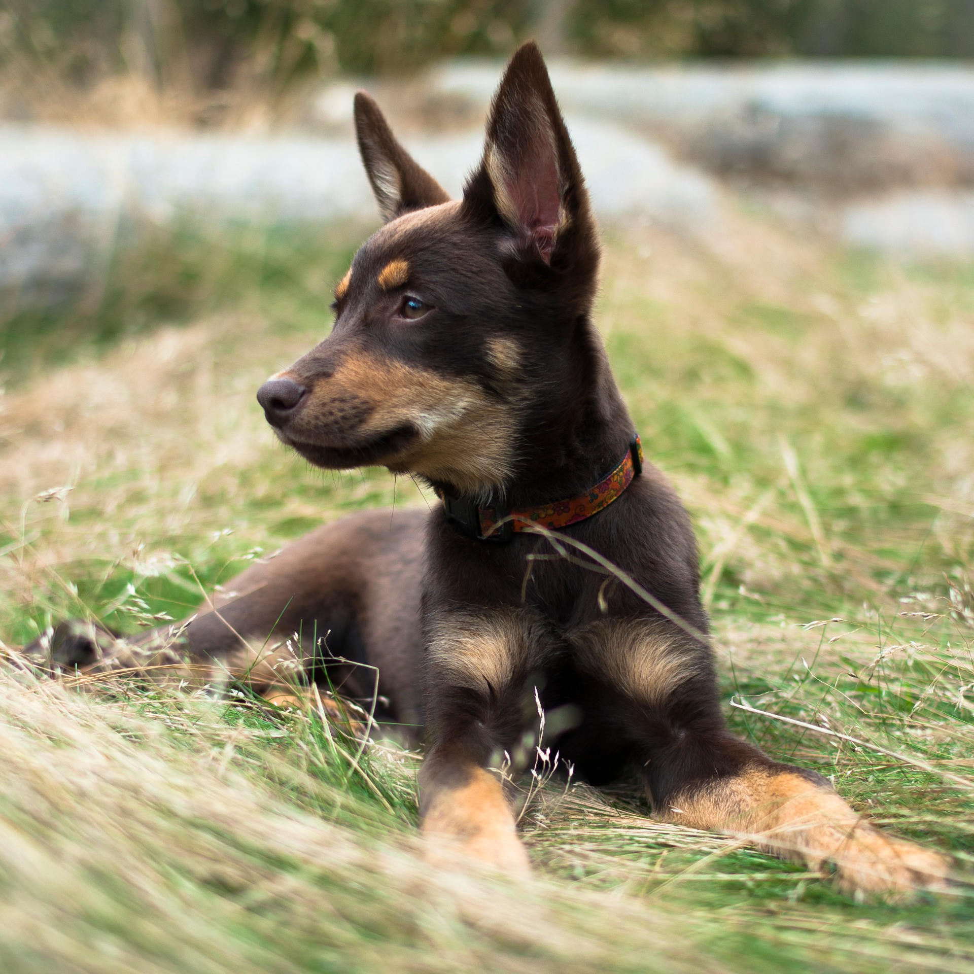 Dogs :: Dari Domba